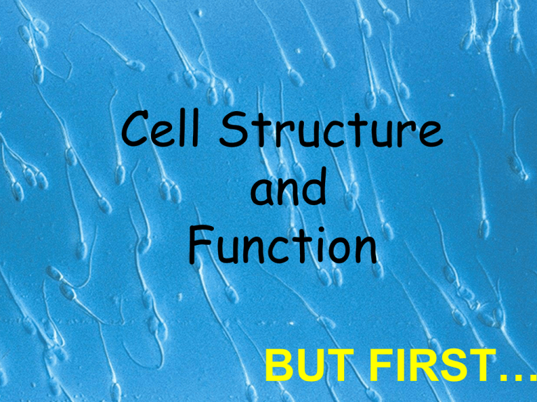Cells Ppt 2014