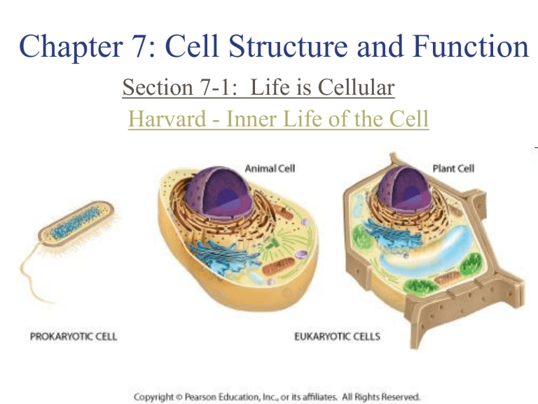 Chapter 7 Cell Structure And Function