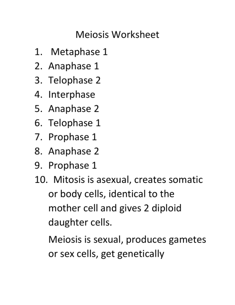 Meiosis Worksheet Meiosis Worksheet