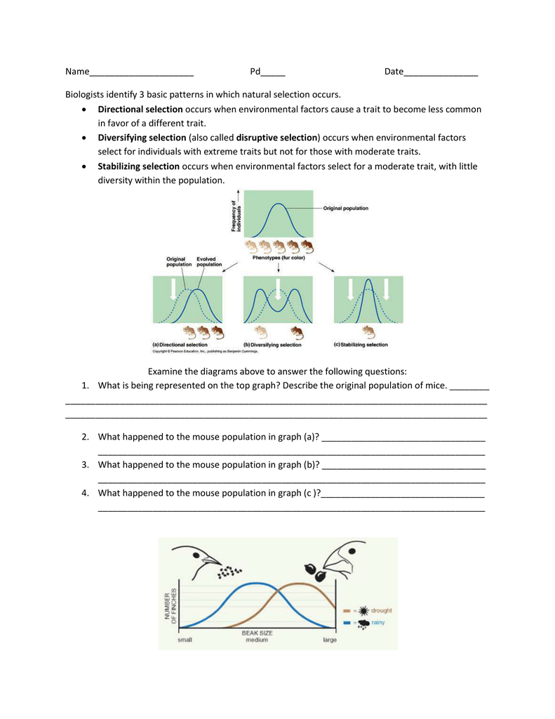 Selection Worksheet 3