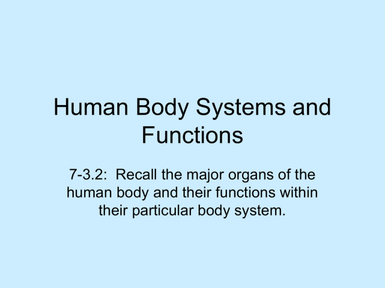 Human Body Systems And Functions