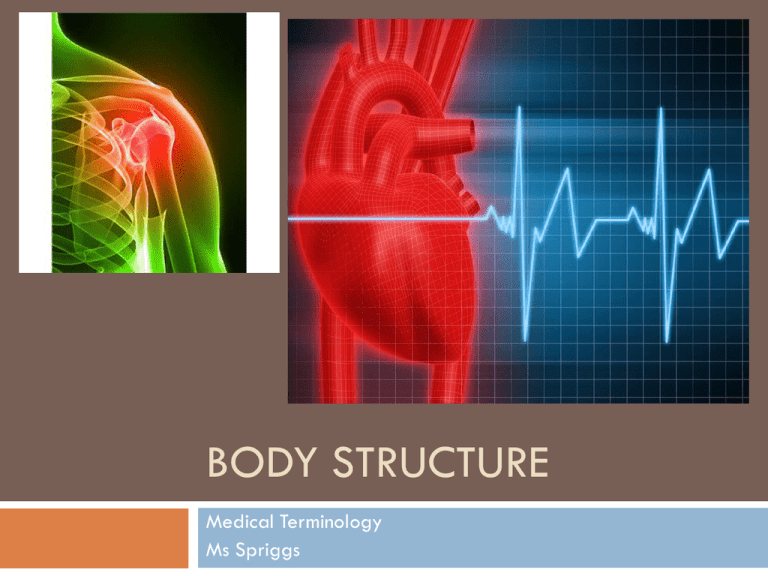 Body Structure Body Structure