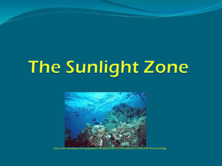 The Sunlight Zone The Sunlight Zone
