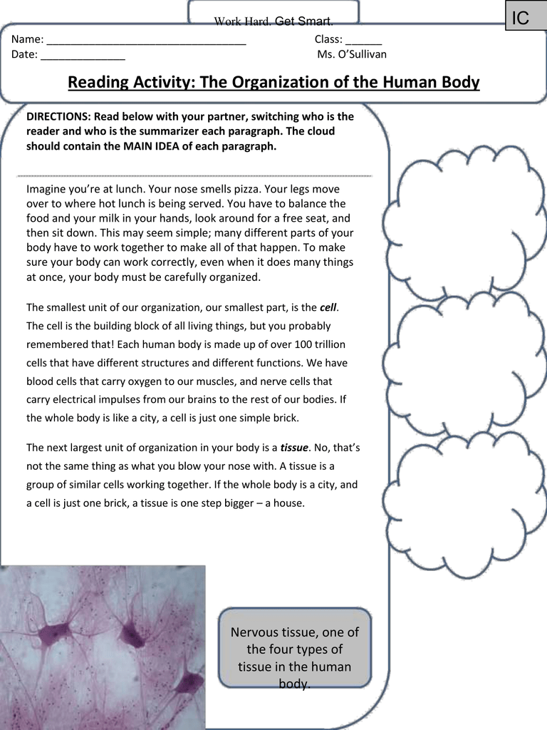 Organization Of The Human Body Worksheet Answers Promotiontablecovers