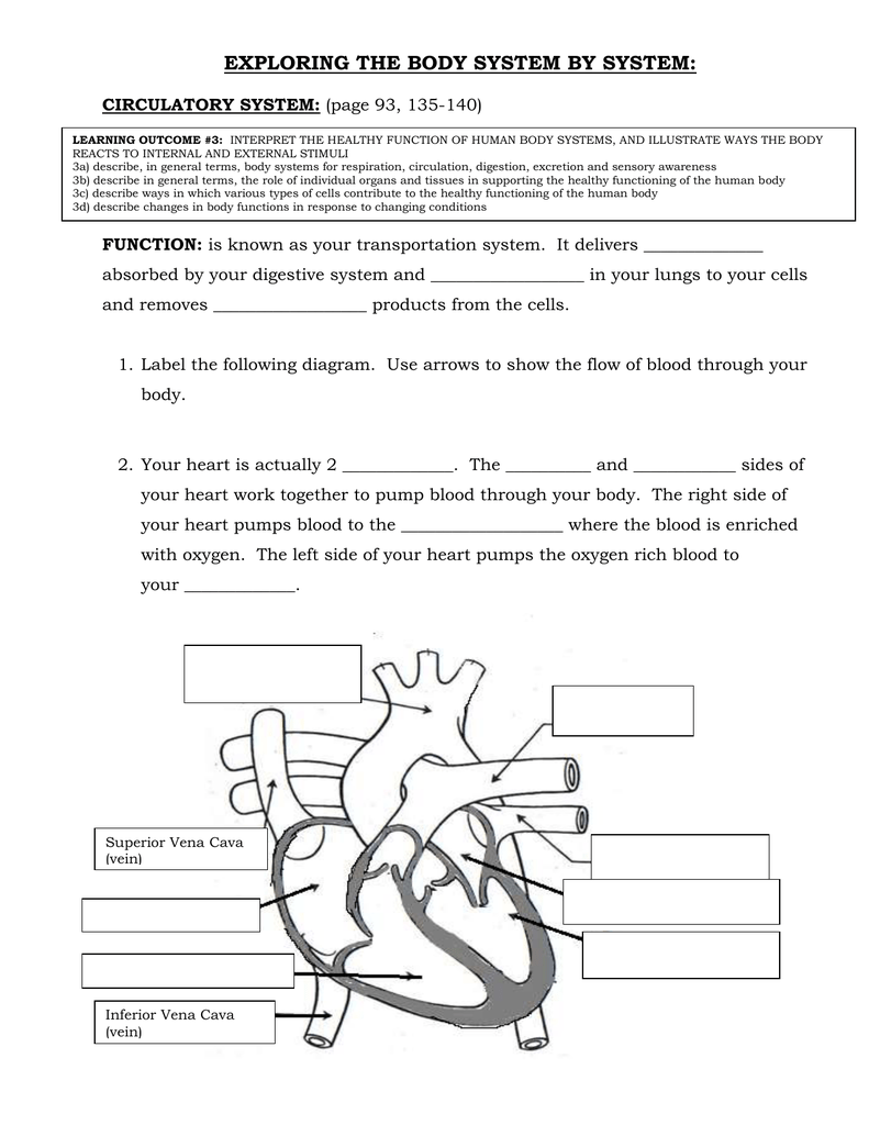 Circulatory System Worksheet Pdf