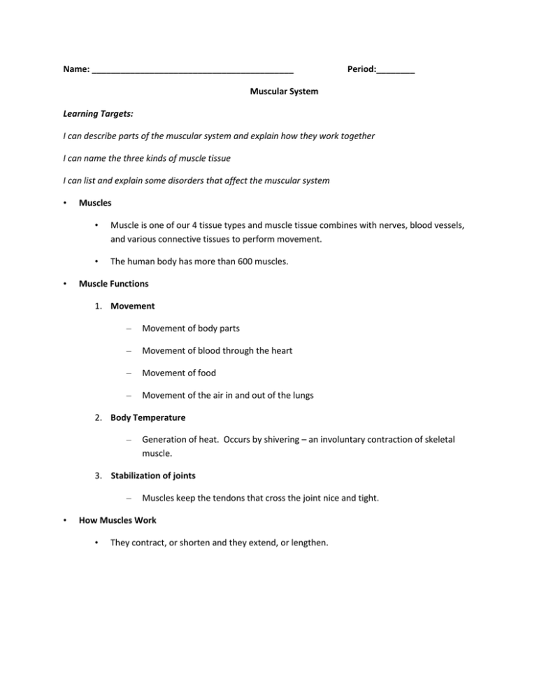 Muscular System Notes