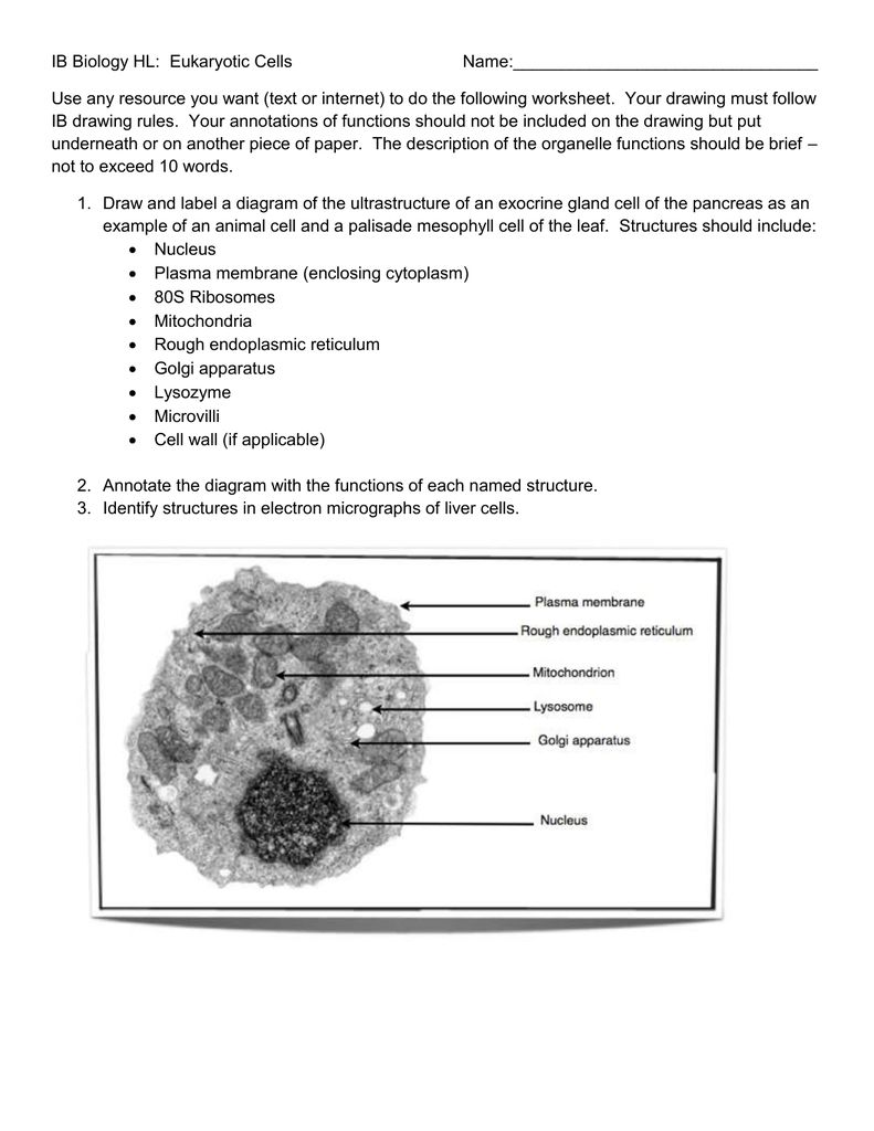 Eukaryotic Cell Worksheet