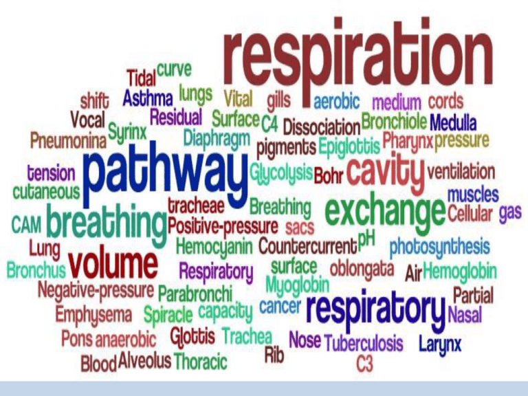 9 1 Respiration Structures 9 1 Respiration Structures