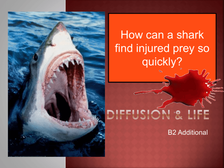 REAL LIFE Diffusion Examples Powerpoint REAL LIFE Diffusion Examples Powerpoint