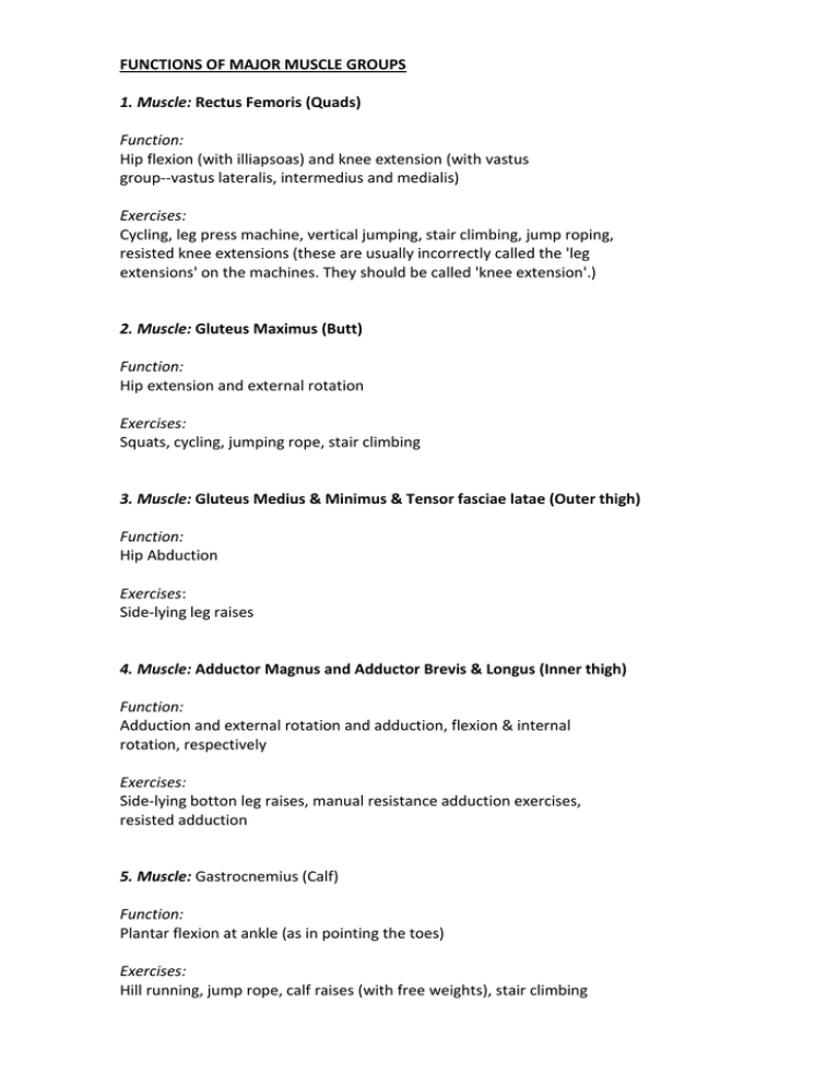 Functions Of Major Muscle Groups