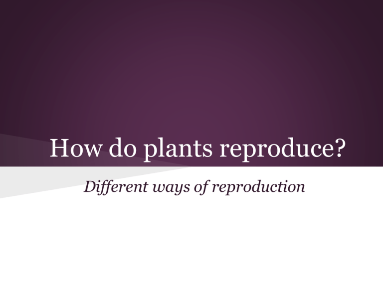 How Do Plants Reproduce 