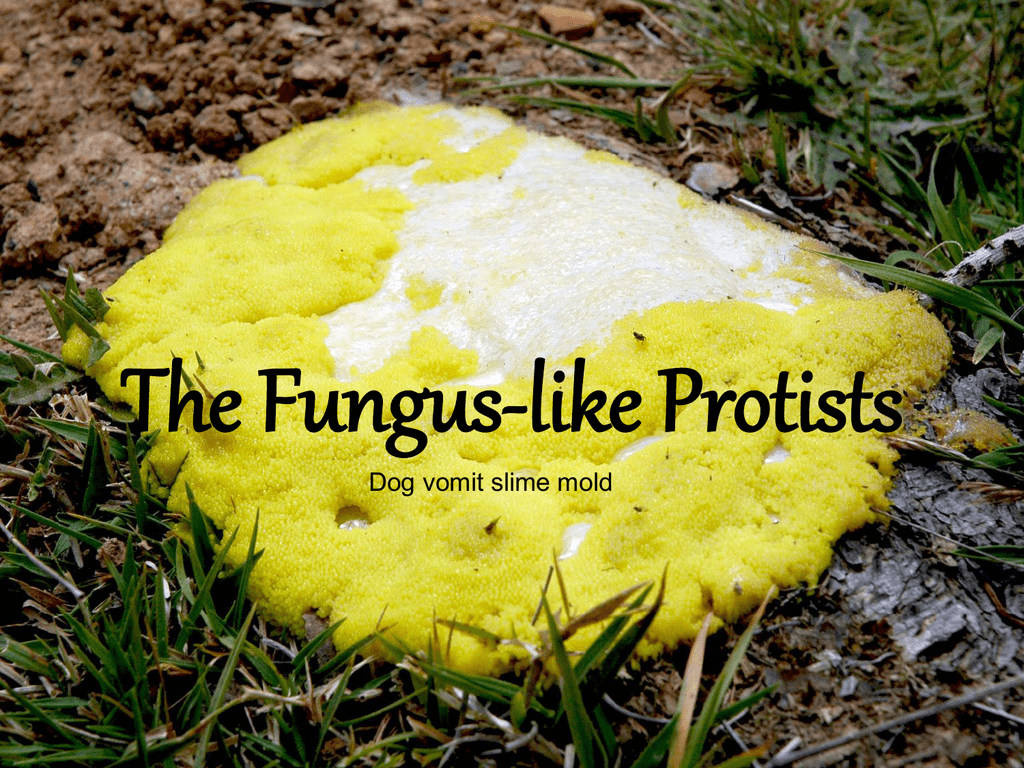 The Fungus like Protists The Fungus like Protists