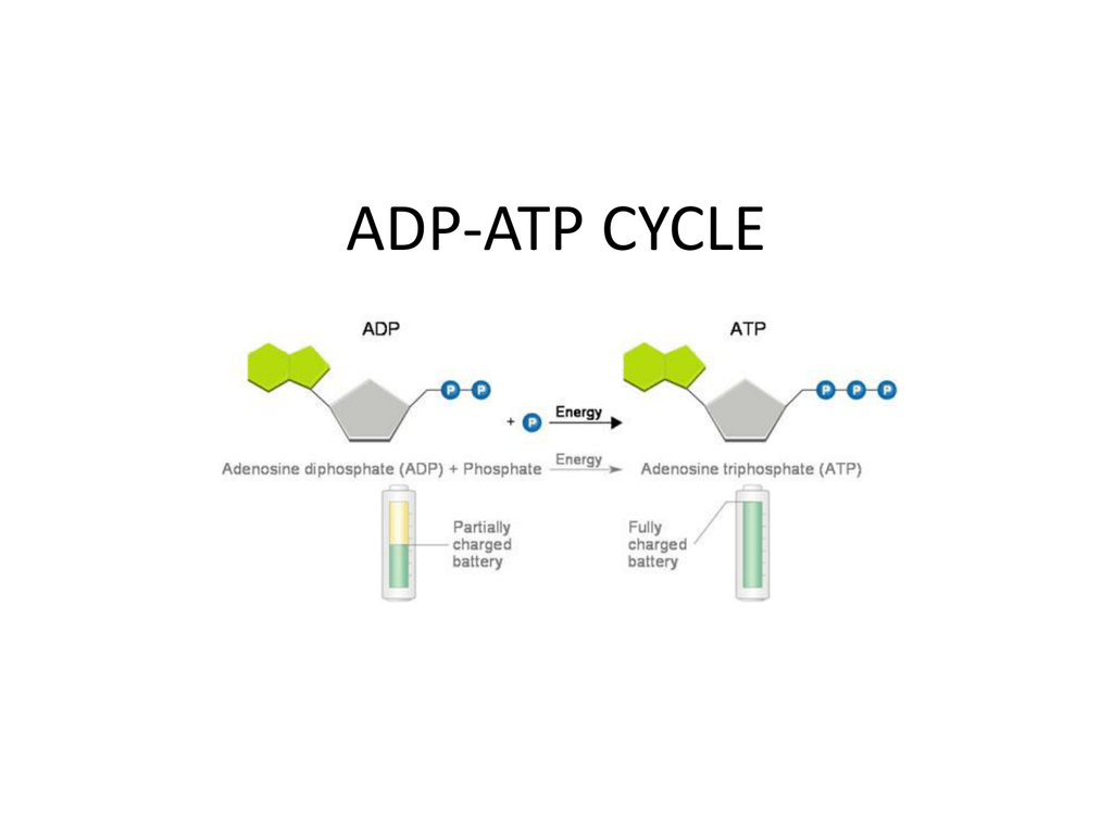 ADP ATP CYCLE ADP ATP CYCLE