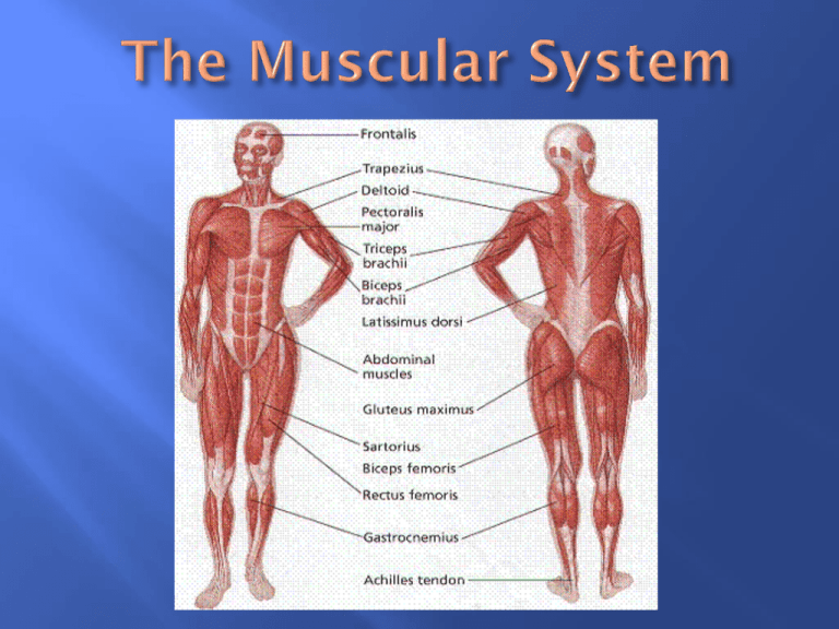 Chapter 7 The Muscular System