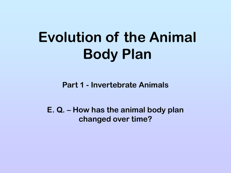 Evolution Of Animal Body Plan