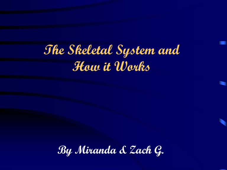 PowerPoint Presentation The Skeletal System And How It Works