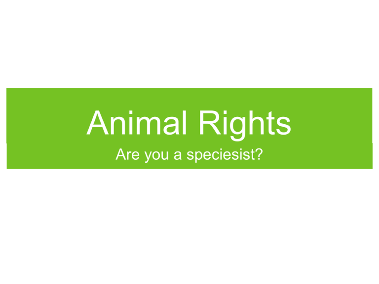 Animal Rights