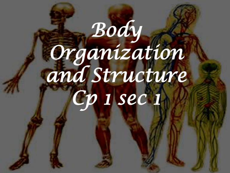 Body Organization And Structure Cp1 1 Cohick Body Organization And Structure Cp1 1 Cohick