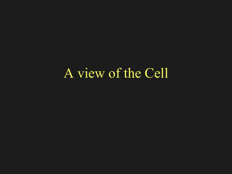 A View Of The Cell