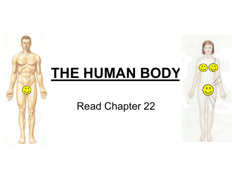 THE HUMAN BODY