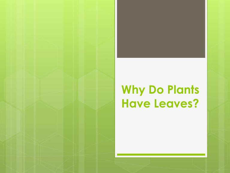 2 5Why Do Plants