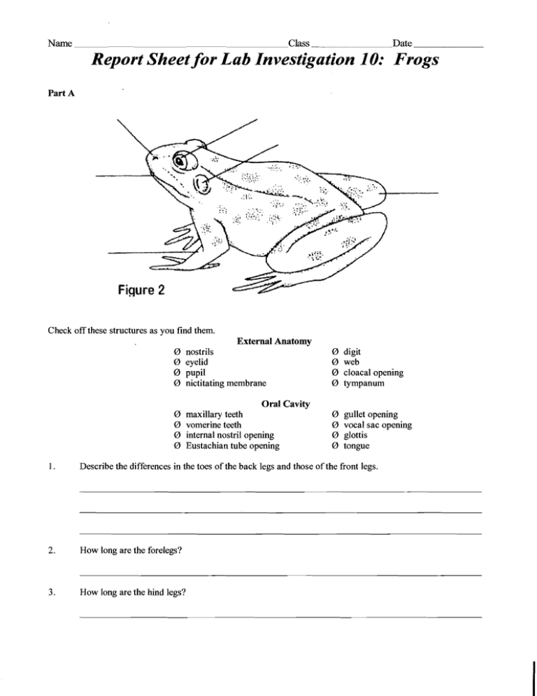 Report Sheet For Lab Investigation 10 Frogs Name Date Class
