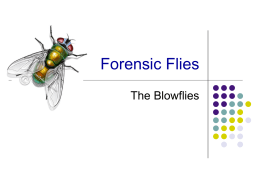 Forensic Entomology Review Key