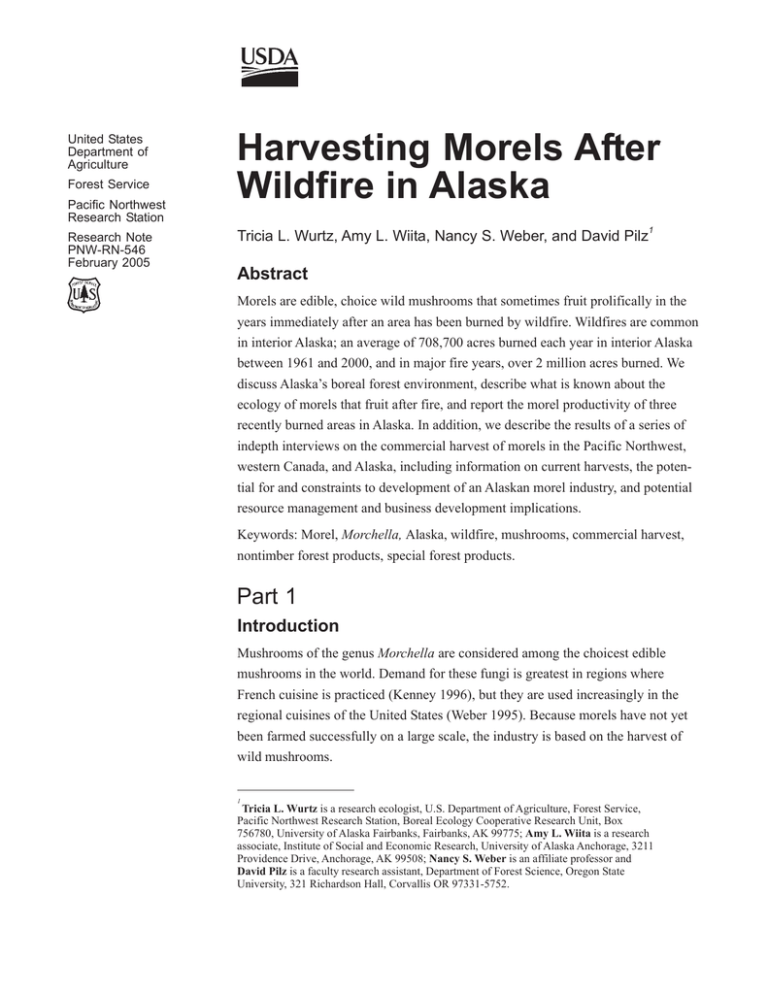 Harvesting Morels After Wildfire in Alaska