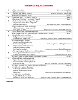 Salamander Dichotomous Key