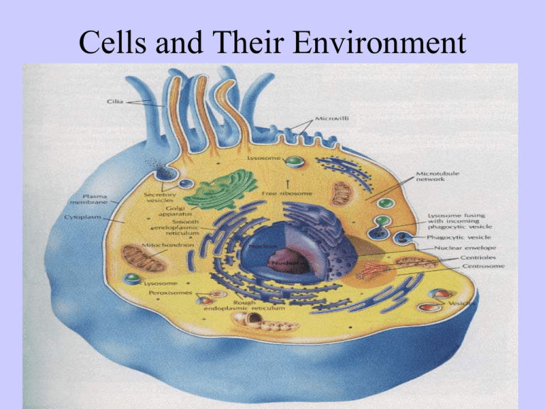 Cells And Their Environment Chapter 4 P 74 84 Cells And Their Environment Chapter 4 P 74 84