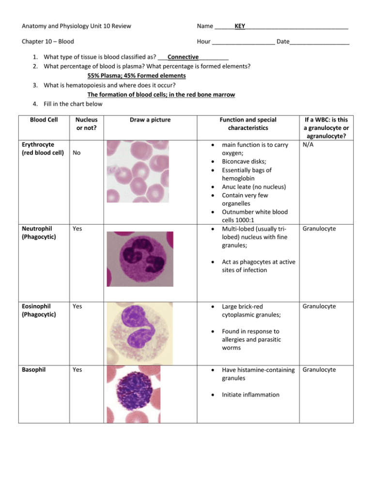 Anatomy And Physiology Unit 10 Review KEY Chapter 10 Blood Anatomy And Physiology Unit 10 Review KEY Chapter 10 Blood