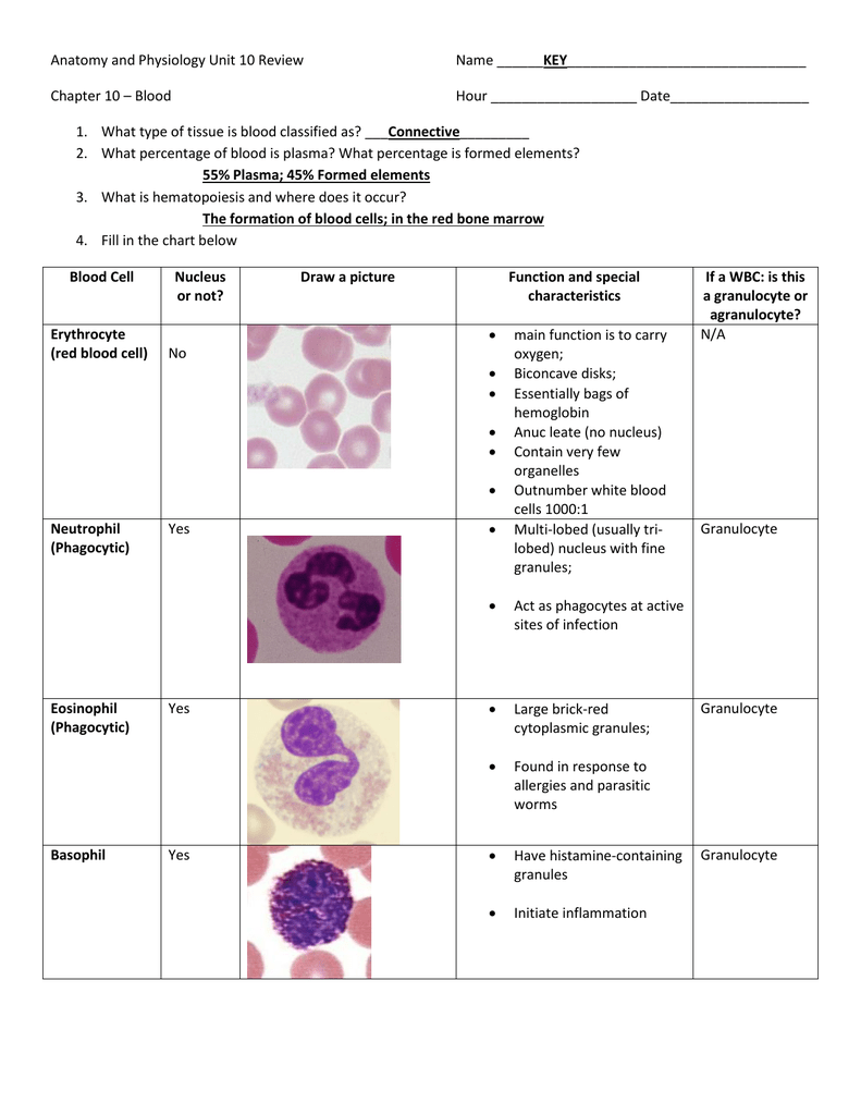 Anatomy And Physiology Unit 10 Review KEY Chapter 10 Blood Anatomy And Physiology Unit 10 Review KEY Chapter 10 Blood