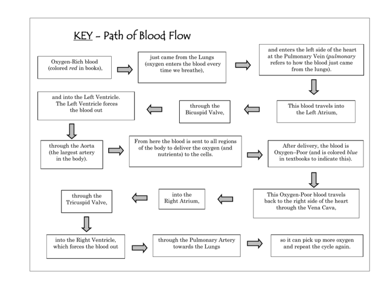 KEY Path Of Blood Flow KEY Path Of Blood Flow
