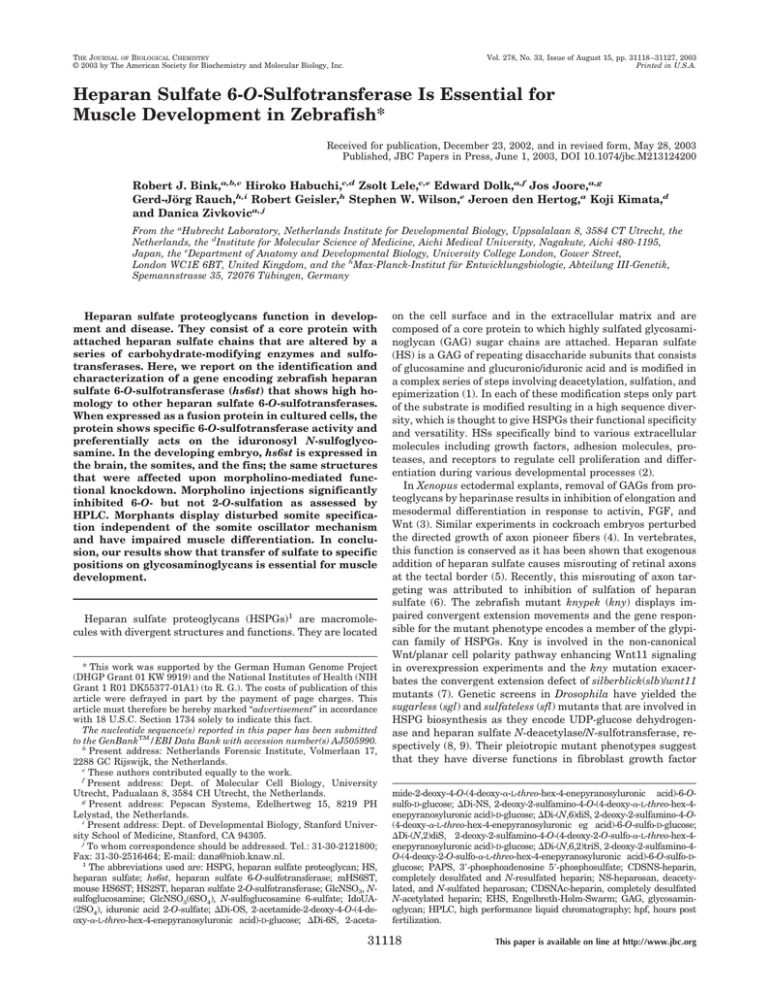 O Muscle Development In Zebrafish 