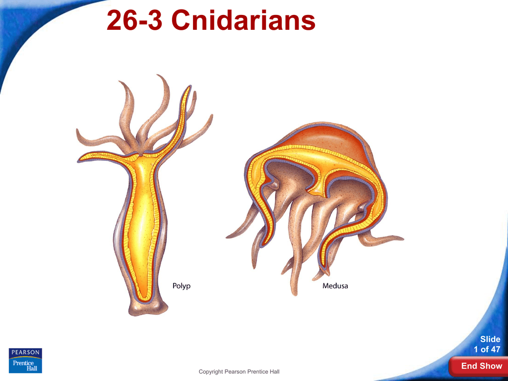 26 3 Cnidarians Slide 1 Of 47 End Show 26 3 Cnidarians Slide 1 Of 47 End Show