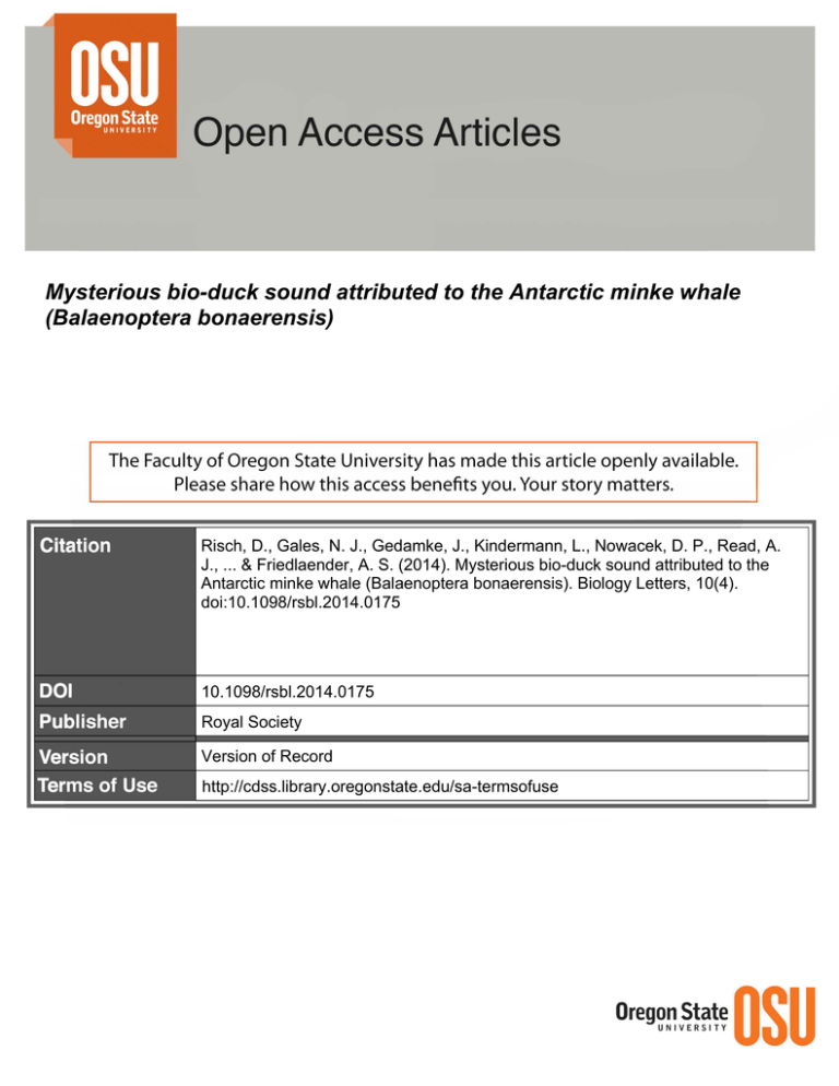 Mysterious Bio duck Sound Attributed To The Antarctic Minke Whale Balaenoptera Bonaerensis 