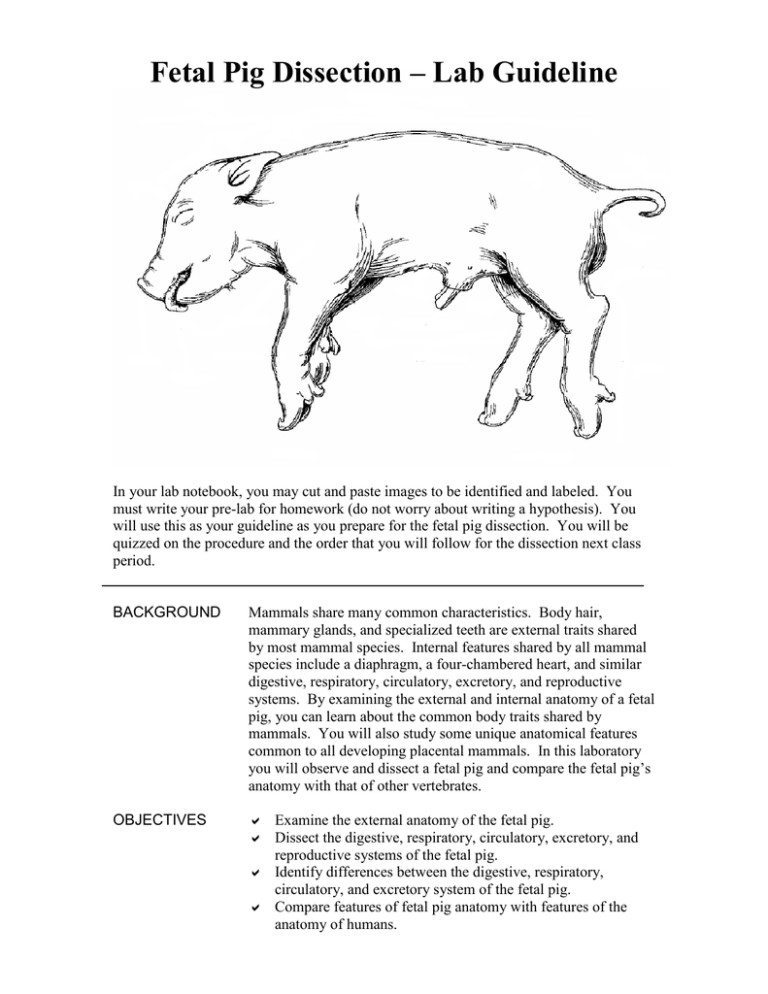 Fetal Pig Dissection Lab Guideline Fetal Pig Dissection Lab Guideline