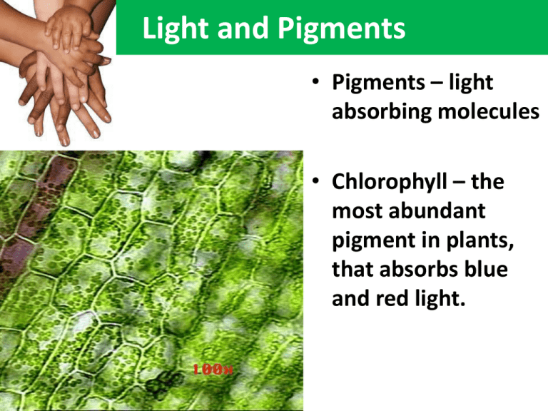 Light And Pigments Pigments Light Chlorophyll The Absorbing Molecules Light And Pigments Pigments Light Chlorophyll The Absorbing Molecules