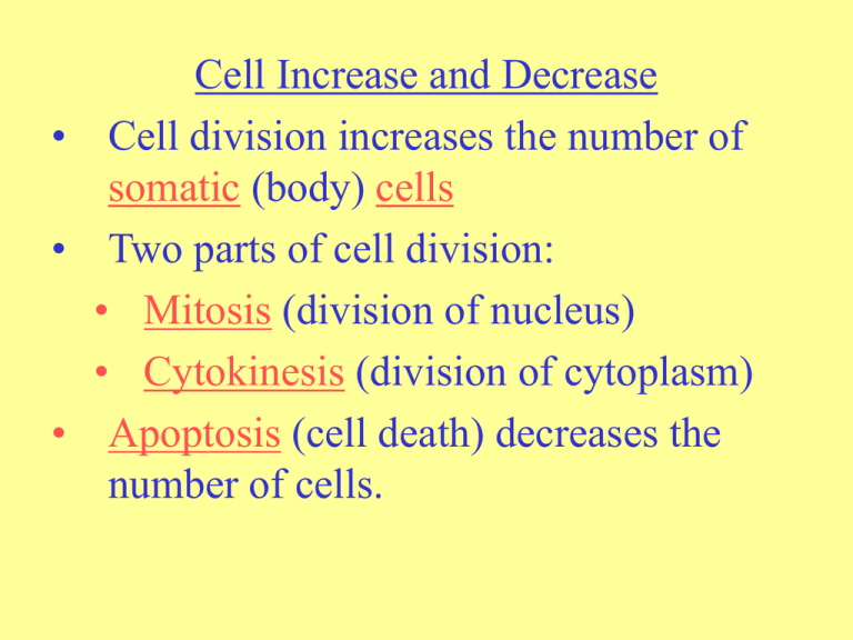 Cell Increase And Decrease Cell Division Increases The Number Of body 