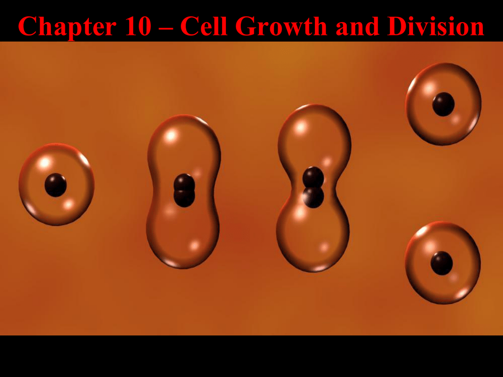 Chapter 10 Cell Growth And Division