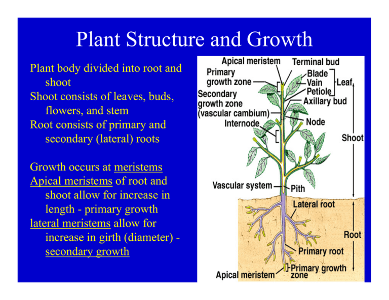 Plant Structure And Growth Plant Structure And Growth
