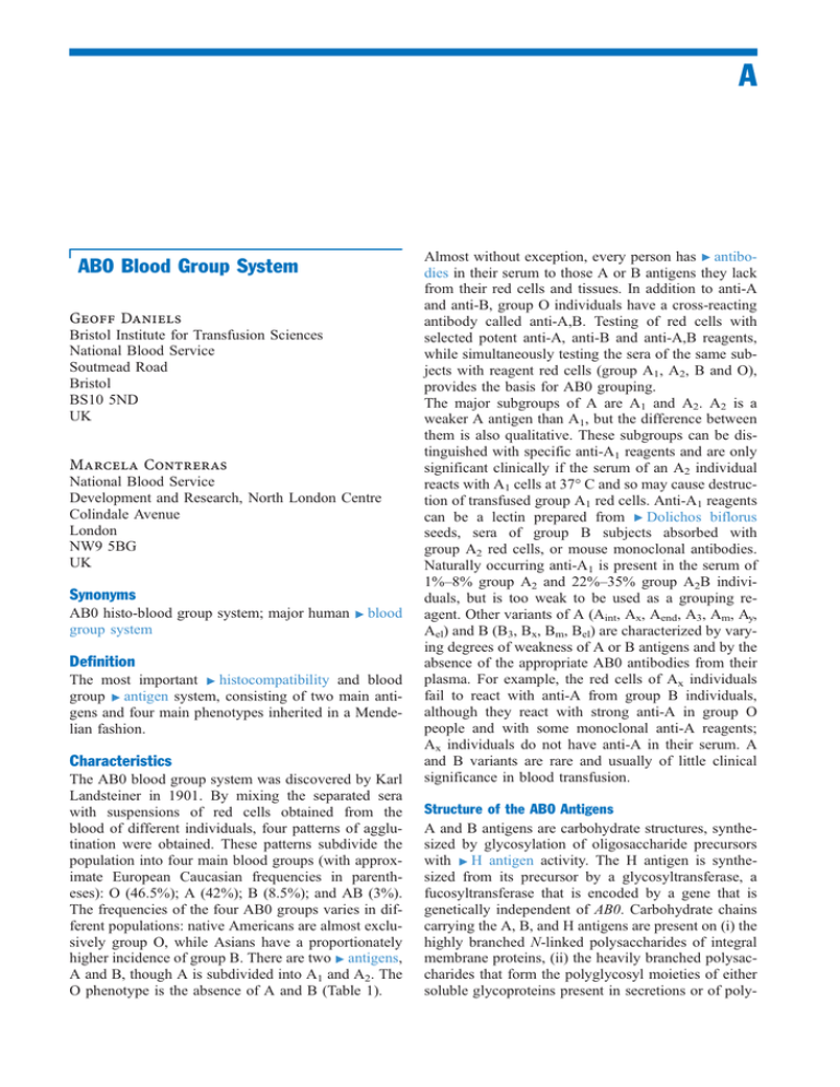 A AB0 Blood Group System