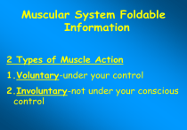 Muscular System: Types & How Muscles Work Foldable