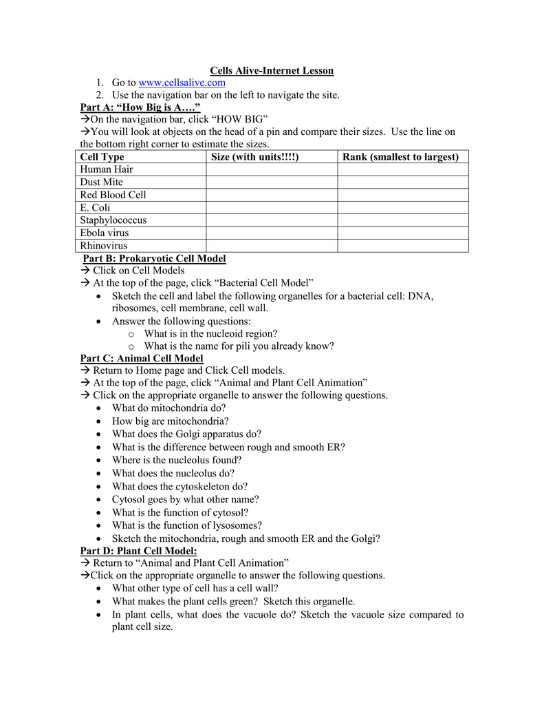 Cells Alive Worksheet Answer Key