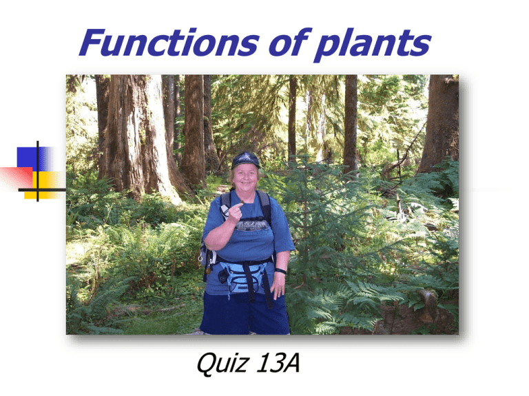 Functions Of Plants Quiz 13A