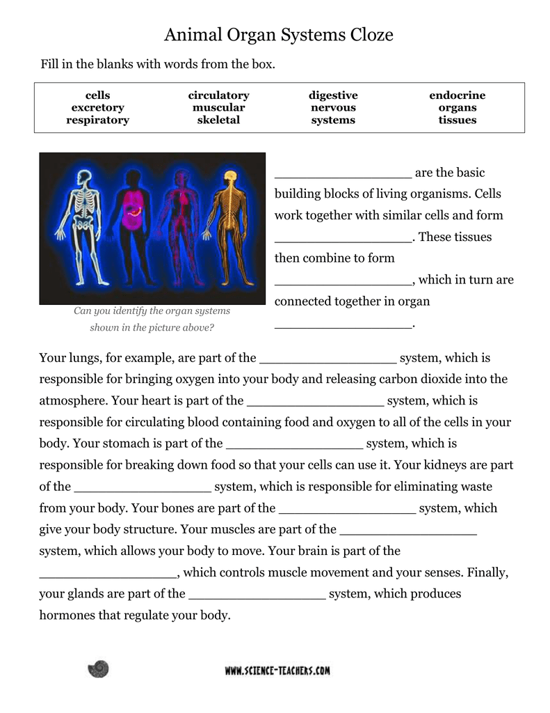 38 Animal Organ Systems Worksheet Answer Key Worksheet Master 38 Animal Organ Systems Worksheet Answer Key Worksheet Master