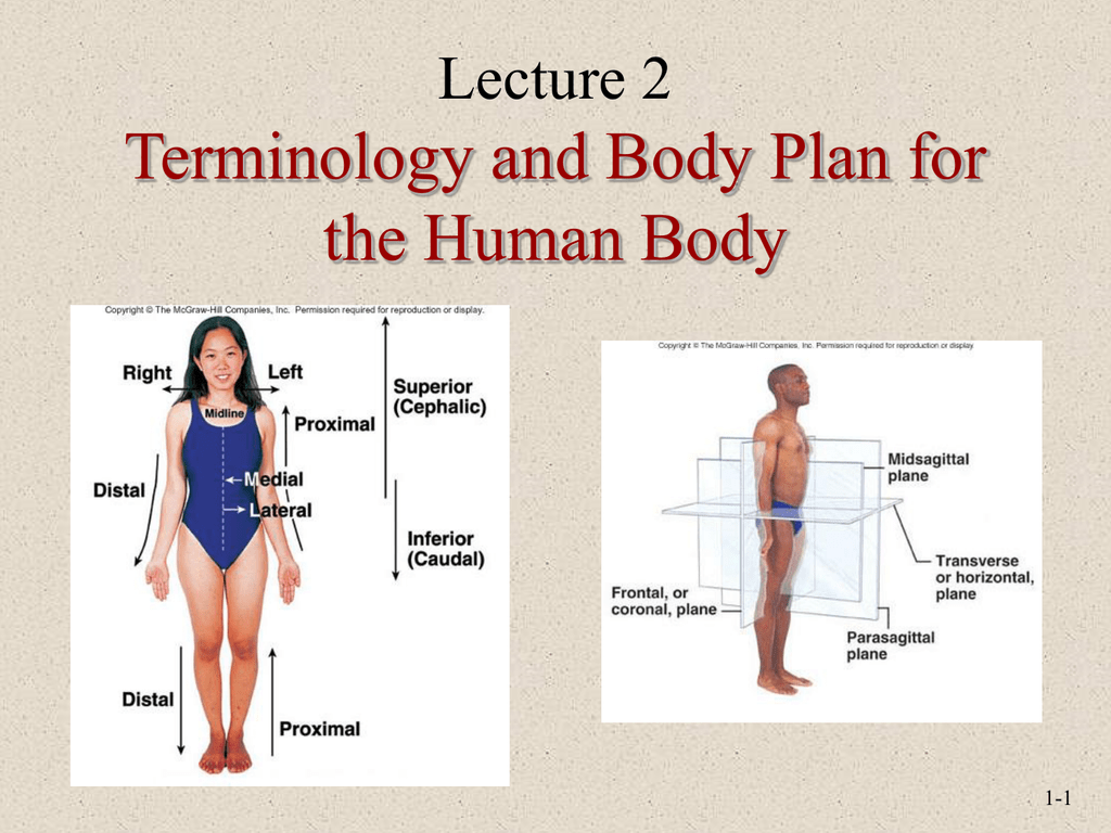 Terminology And Body Plan For The Human Body Lecture 2 1 1