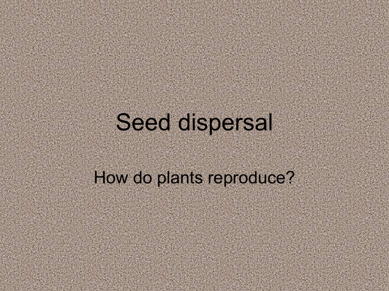 Seed Dispersal How Do Plants Reproduce 