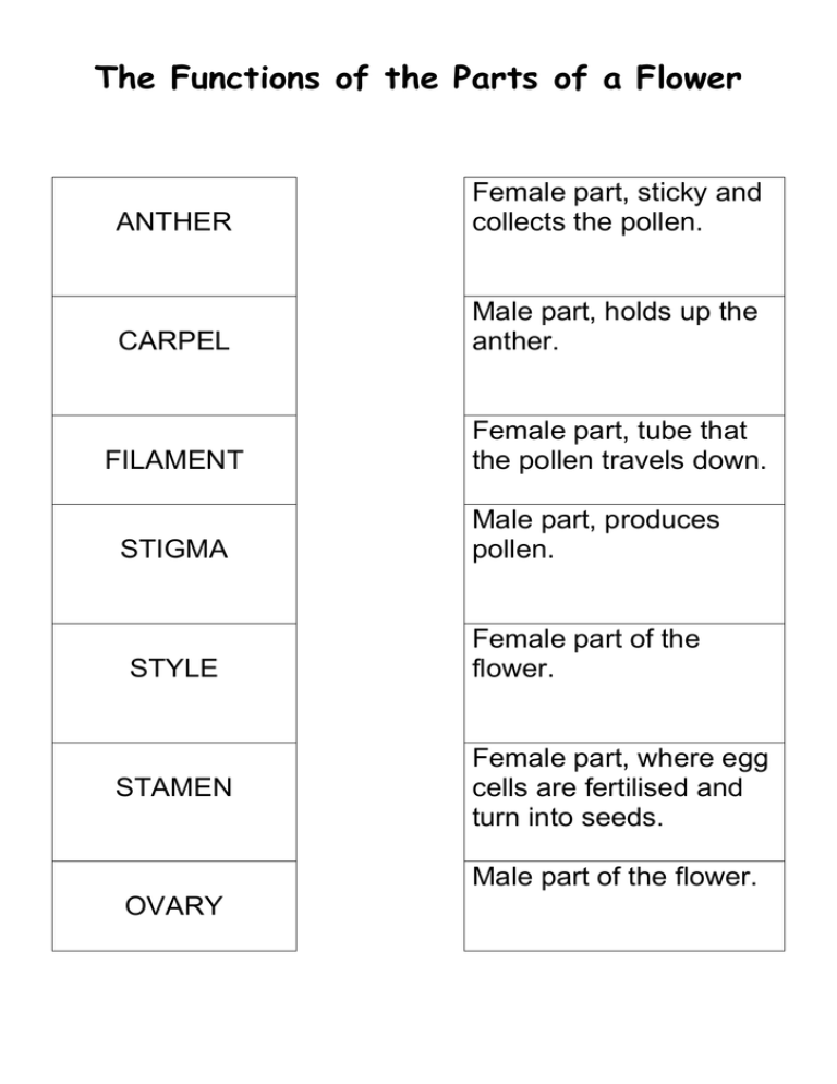 The Functions Of The Parts Of A Flower