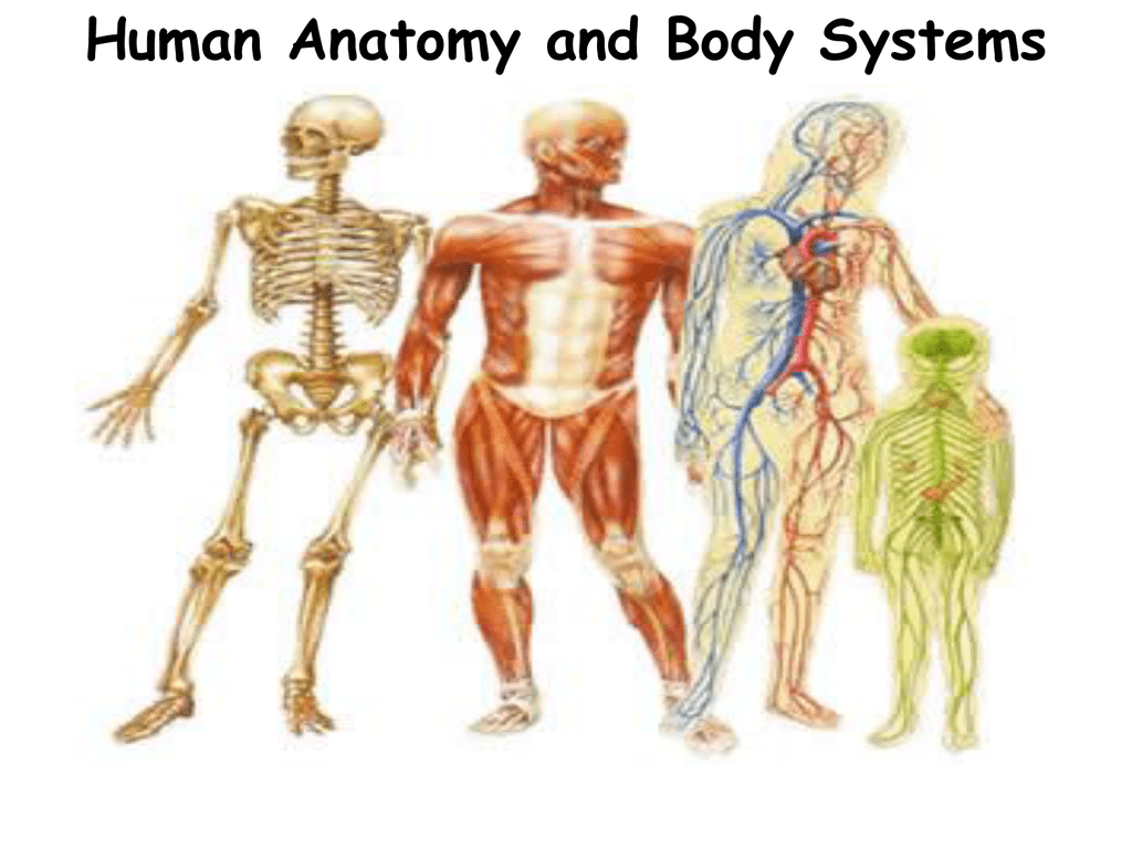 Human Anatomy And Body Systems